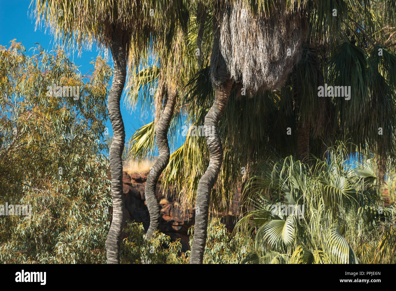 Livistona mariae, red cabbage palm, Palm Valley, MacDonnell Ranges ...