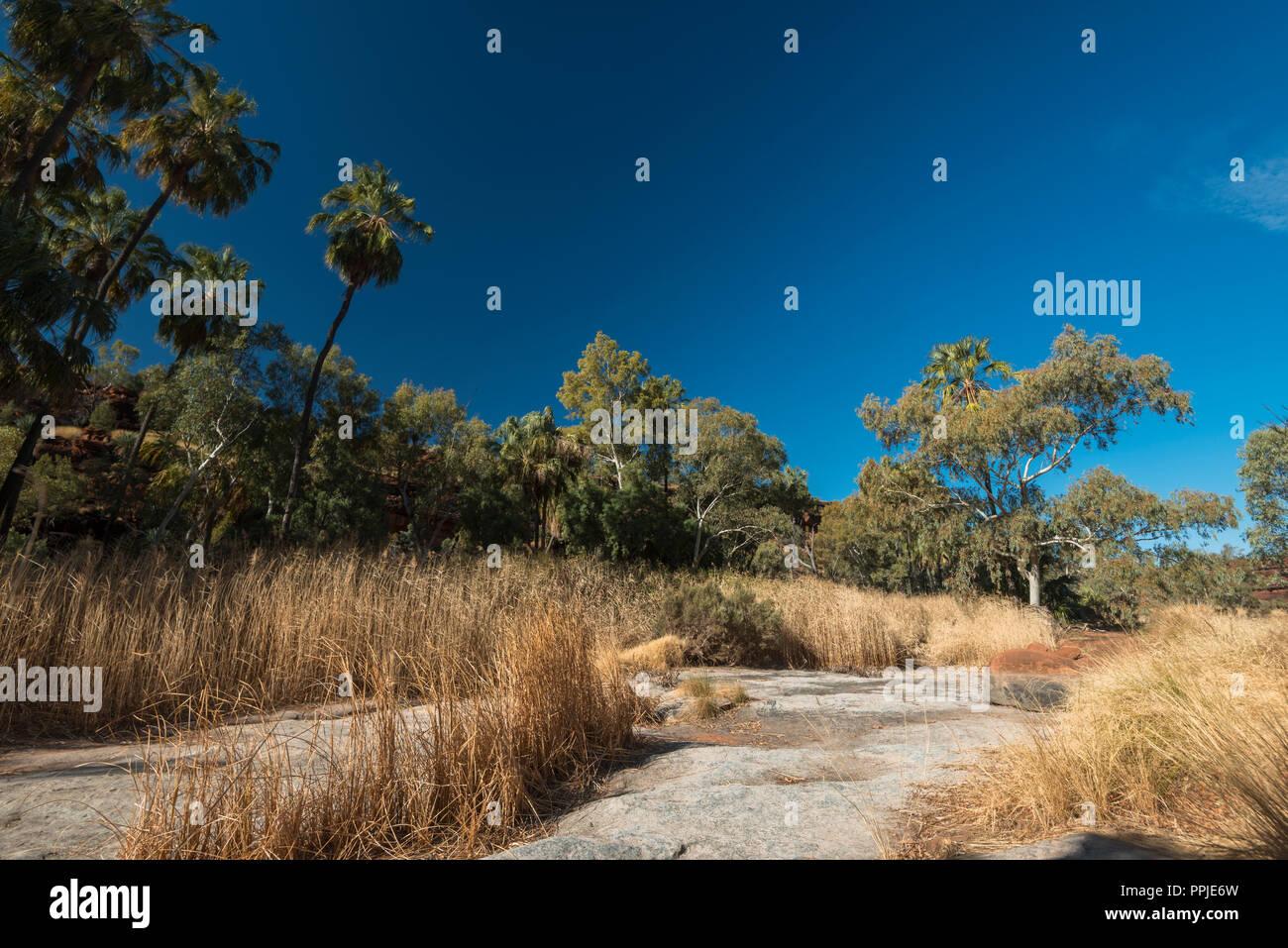 Livistona mariae, red cabbage palm, Palm Valley, MacDonnell Ranges ...