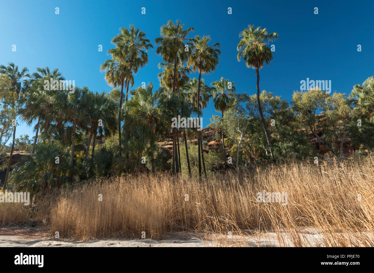 Central Australian Cabbage Palm Stock Photos & Central Australian ...