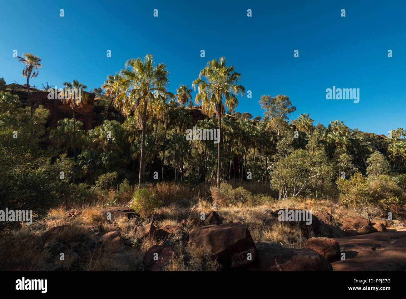 Livistona mariae, red cabbage palm, Palm Valley, MacDonnell Ranges ...