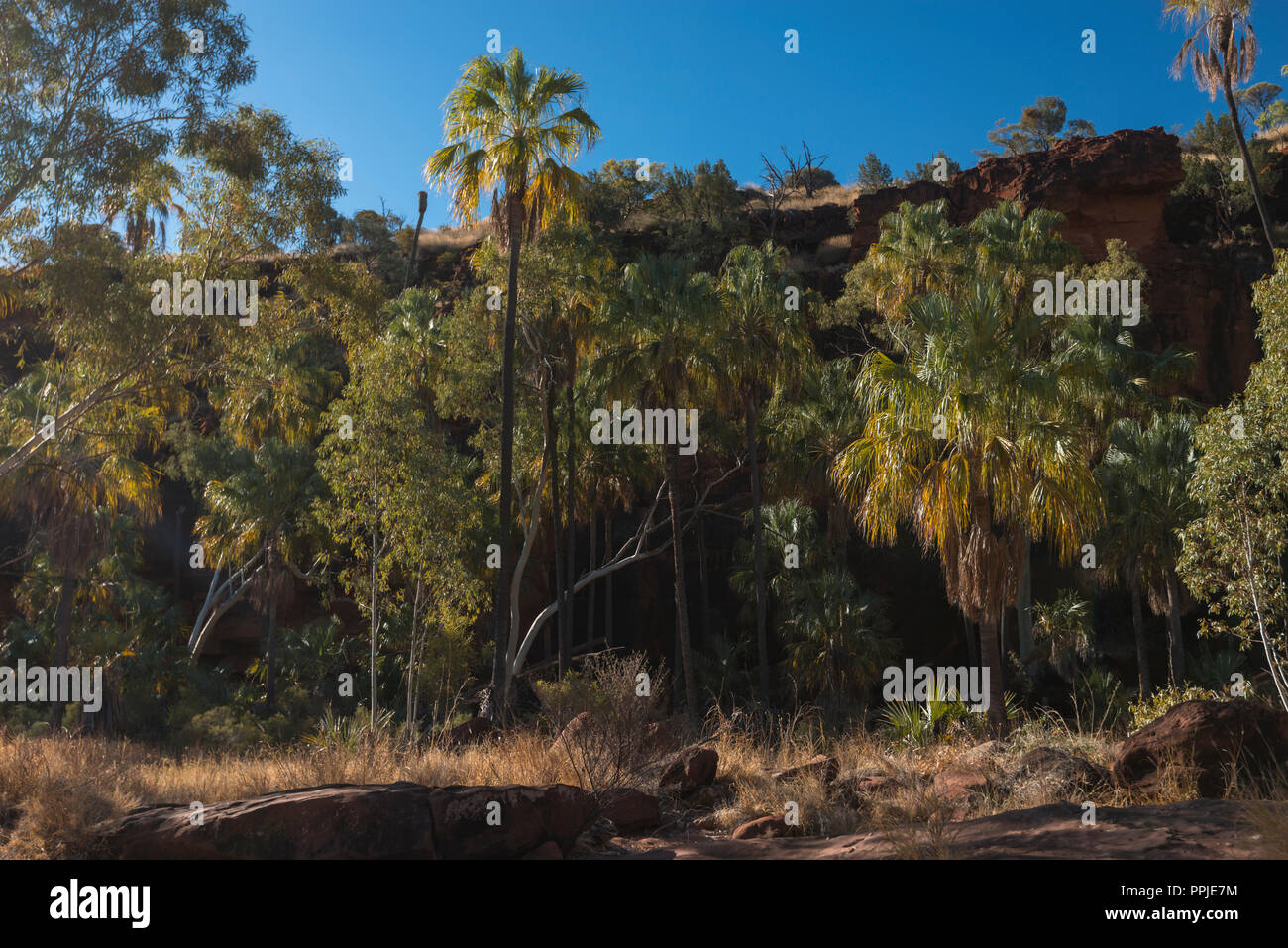 Livistona mariae, red cabbage palm, Palm Valley, MacDonnell Ranges ...