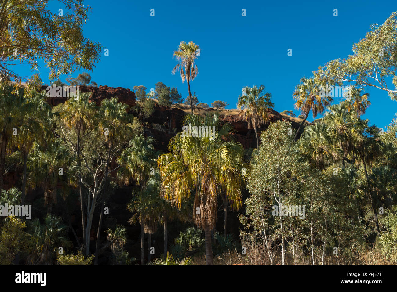 Livistona mariae, red cabbage palm, Palm Valley, MacDonnell Ranges ...