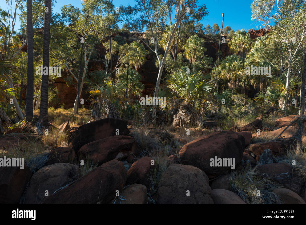 Livistona mariae, red cabbage palm, Palm Valley, MacDonnell Ranges ...