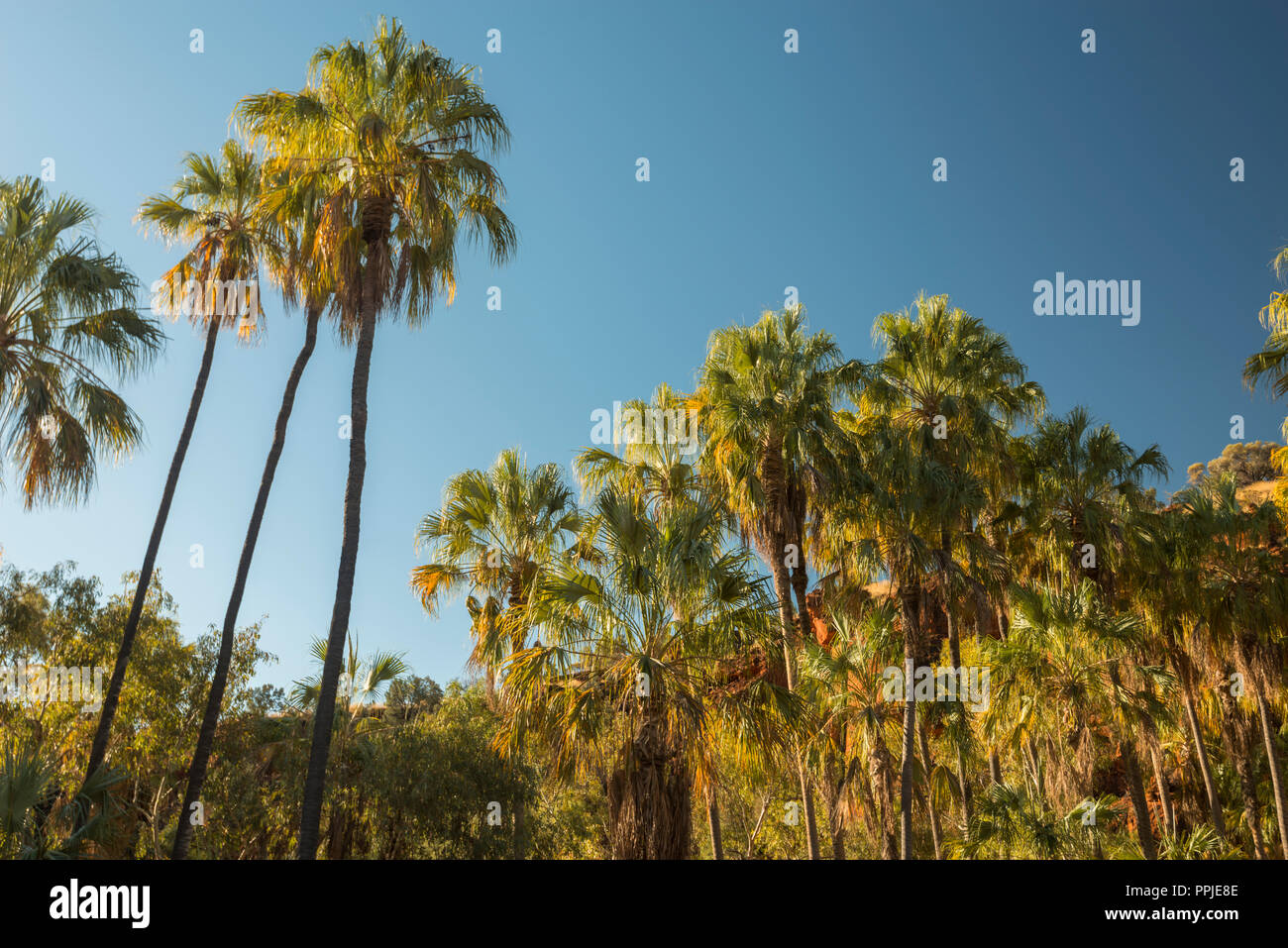 Livistona mariae, red cabbage palm, Palm Valley, MacDonnell Ranges ...