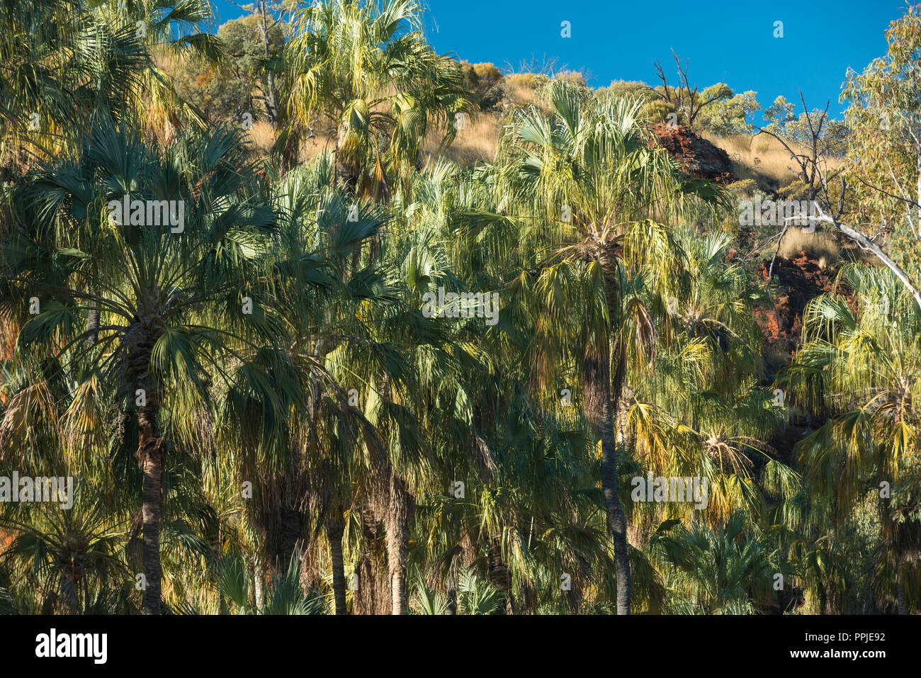 Livistona mariae, red cabbage palm, Palm Valley, MacDonnell Ranges ...