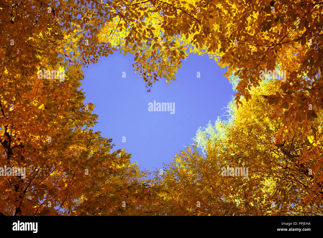 Hearts In Nature Fall