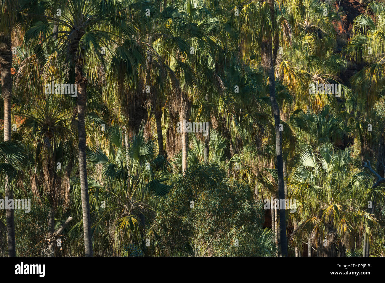 Livistona mariae, red cabbage palm, Palm Valley, MacDonnell Ranges ...