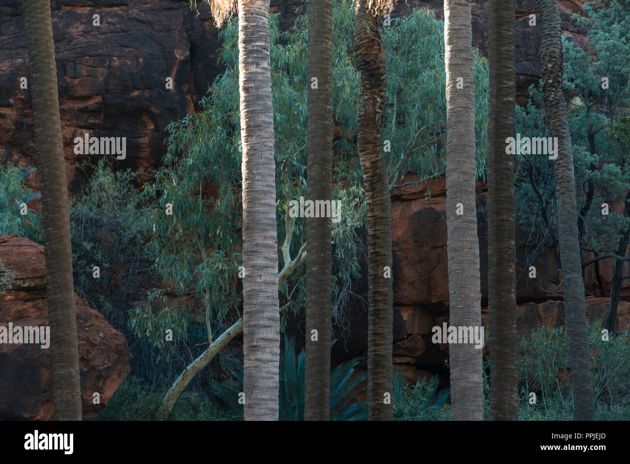 Livistona mariae, red cabbage palm, Palm Valley, MacDonnell Ranges ...