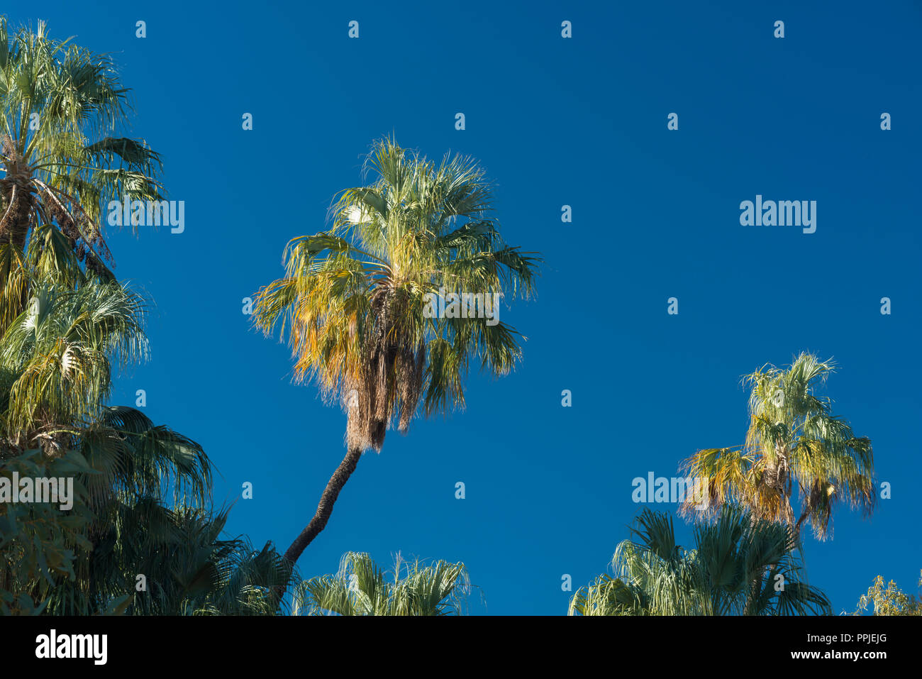 Central australian cabbage palm hi-res stock photography and images - Alamy