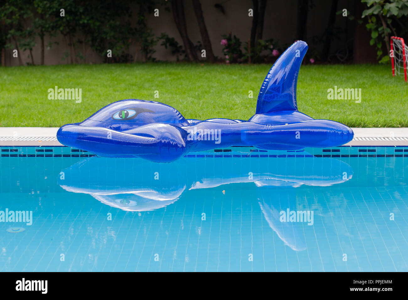 Left side view of dark blue inflatable fish floating on swimming pool ...