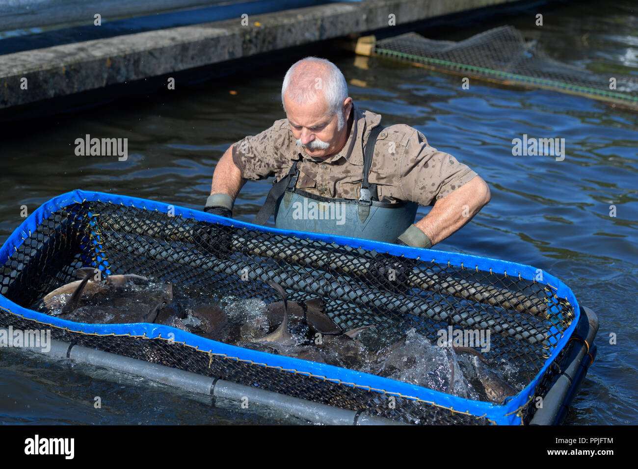 Elderly fish farmer traditional fishing hi-res stock photography and ...
