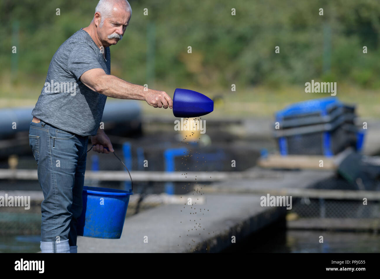 farm employees feeding cows with grass in livestock barn Stock Photo ...