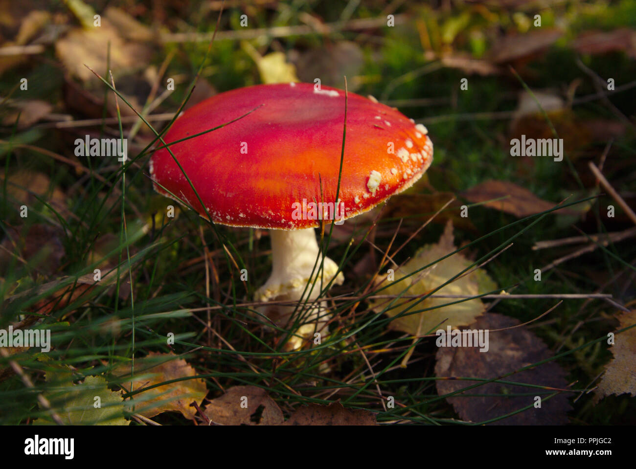 Grass rood hi-res stock photography and images - Alamy