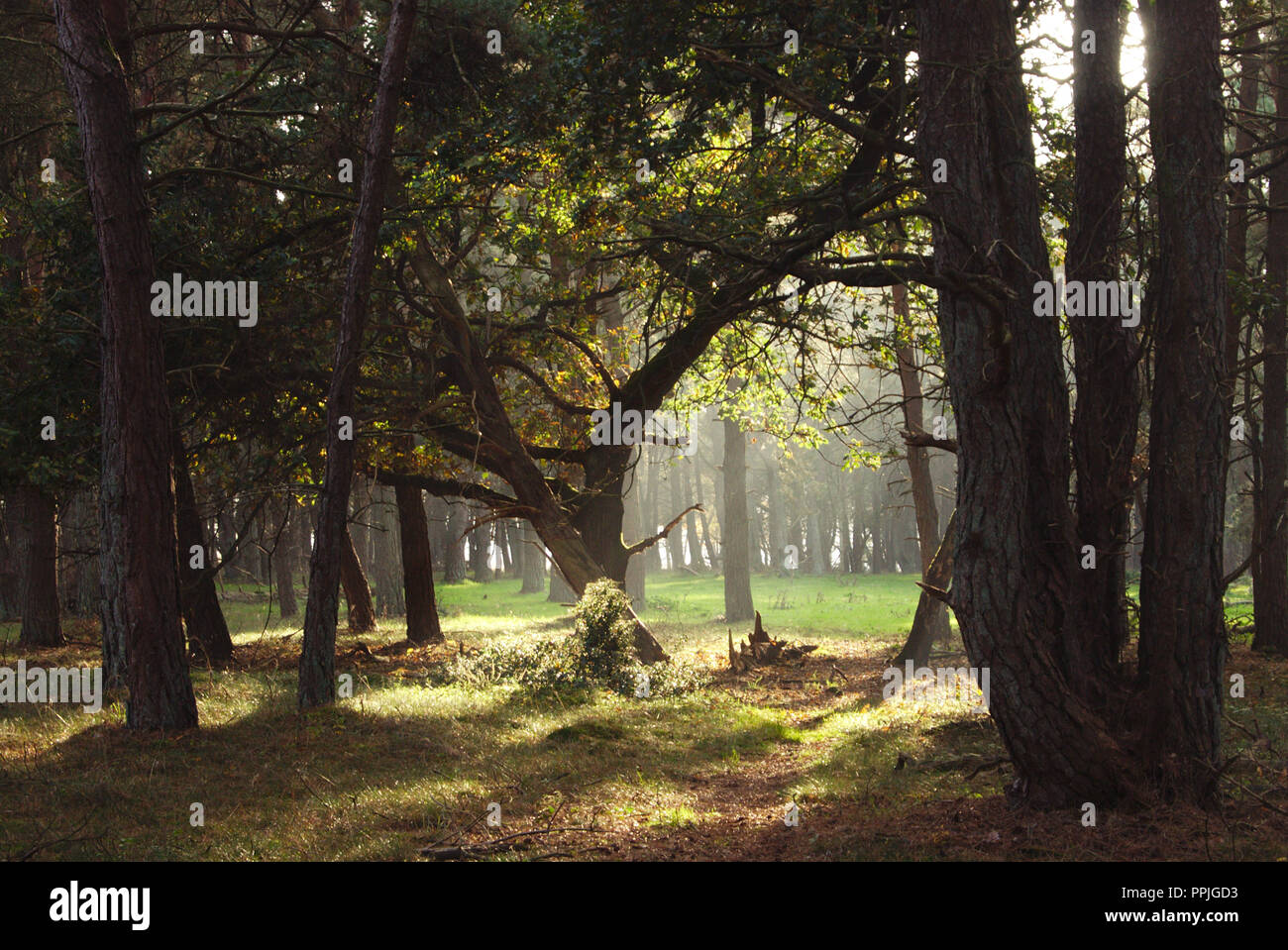 Direct sun rays hi-res stock photography and images - Alamy