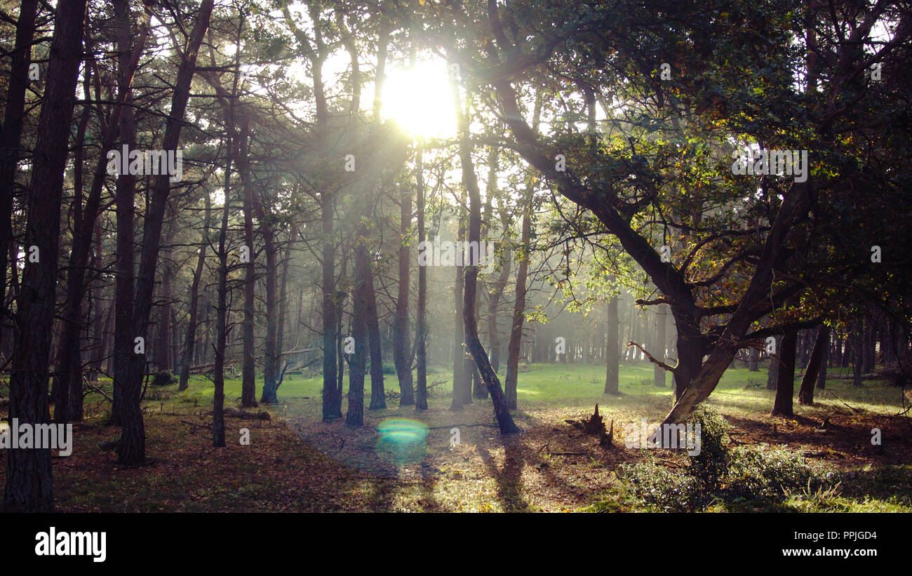 Direct sun rays hi-res stock photography and images - Alamy