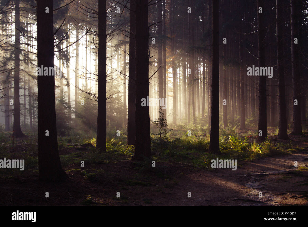 Low sunlight shining through the trees in a pine forest Stock Photo - Alamy