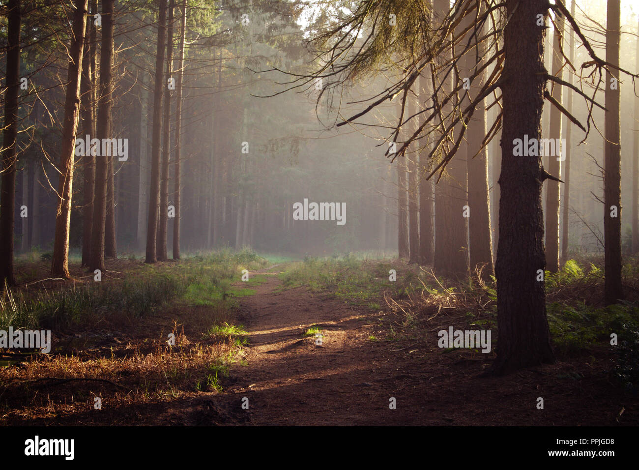 Low hanging sun and slight haze create a mystical atmosphere in the ...