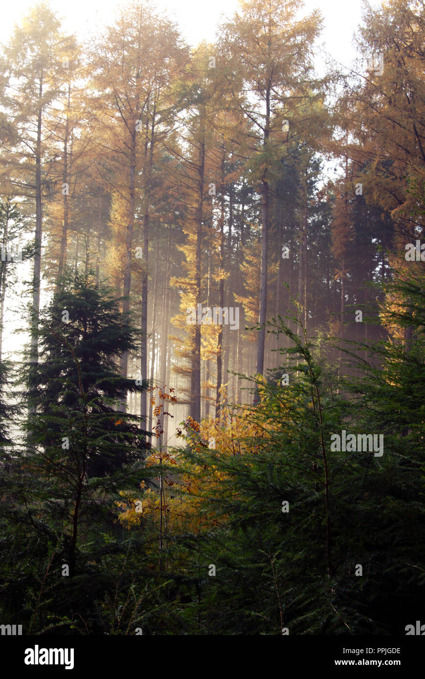 Fall colors in the forest hi-res stock photography and images - Alamy