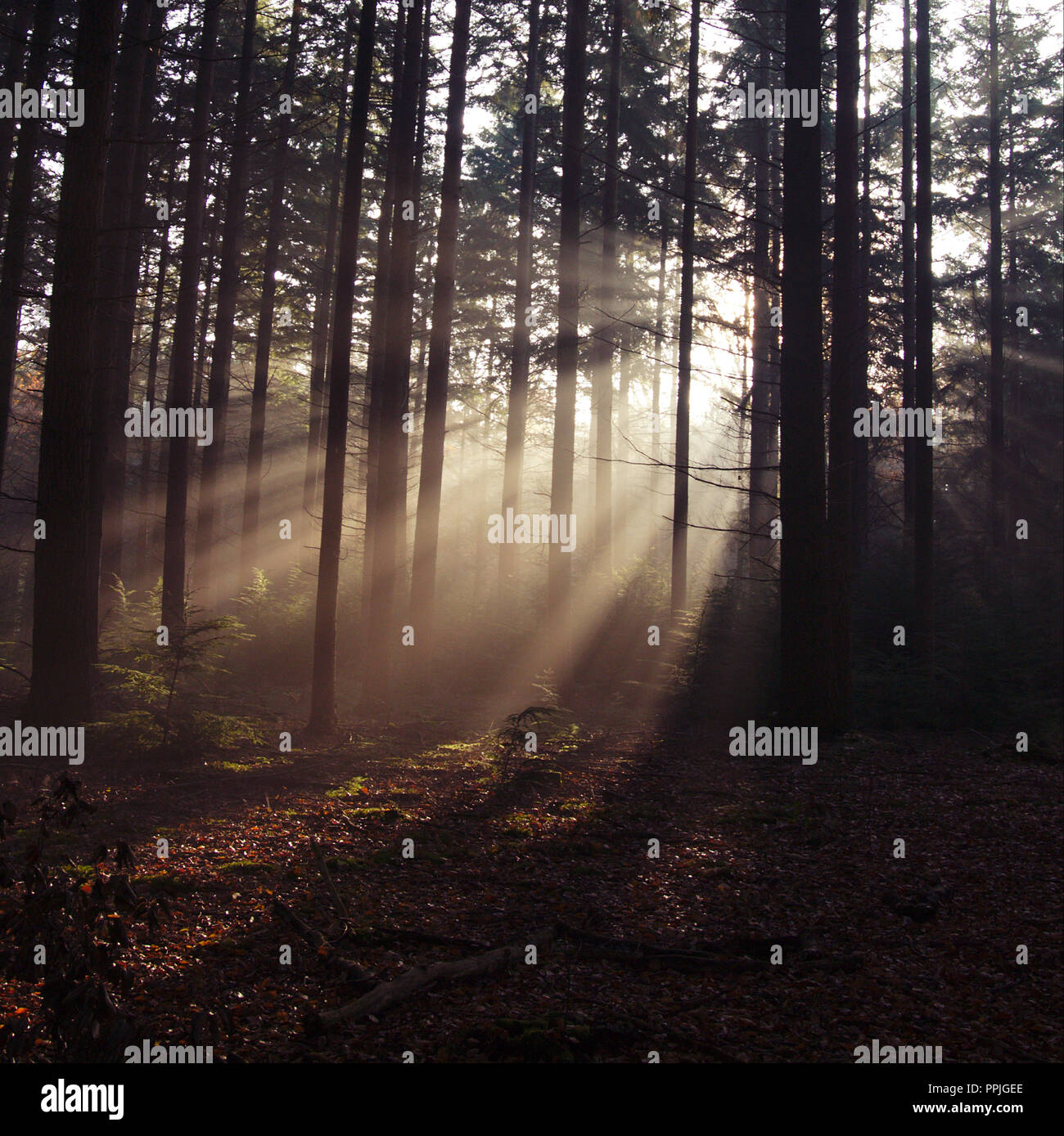 Low sunlight shining through the trees in a pine forest Stock Photo - Alamy