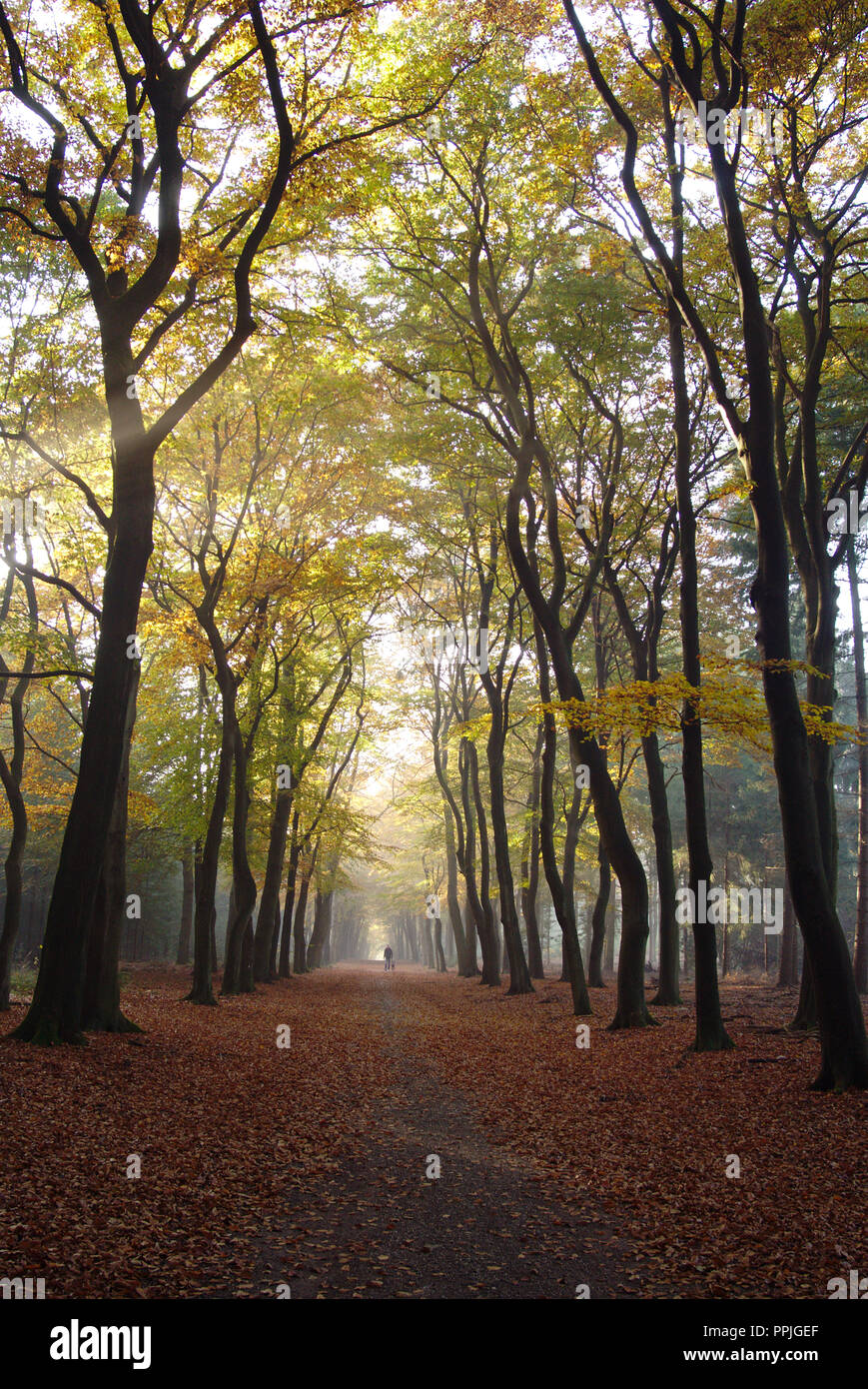 Man walking on a forest path in the fall Stock Photo - Alamy