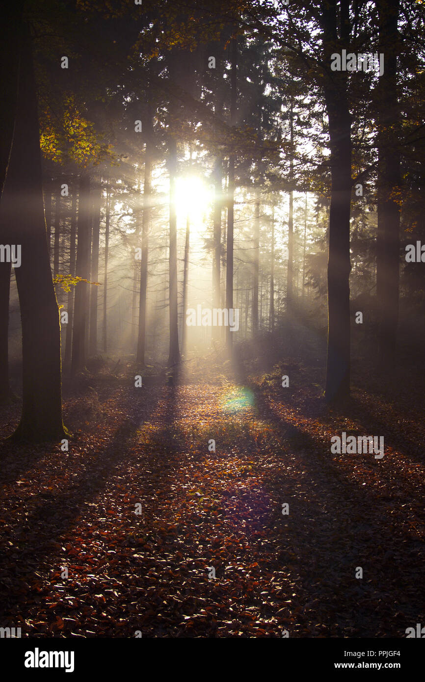 Beuk hi-res stock photography and images - Alamy