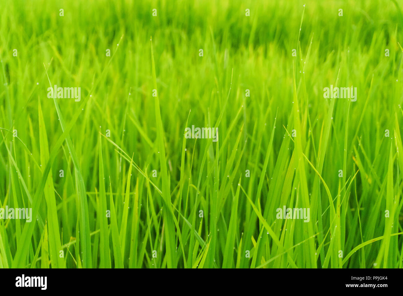 Rice field in bright green color, rice is blooming Stock Photo - Alamy