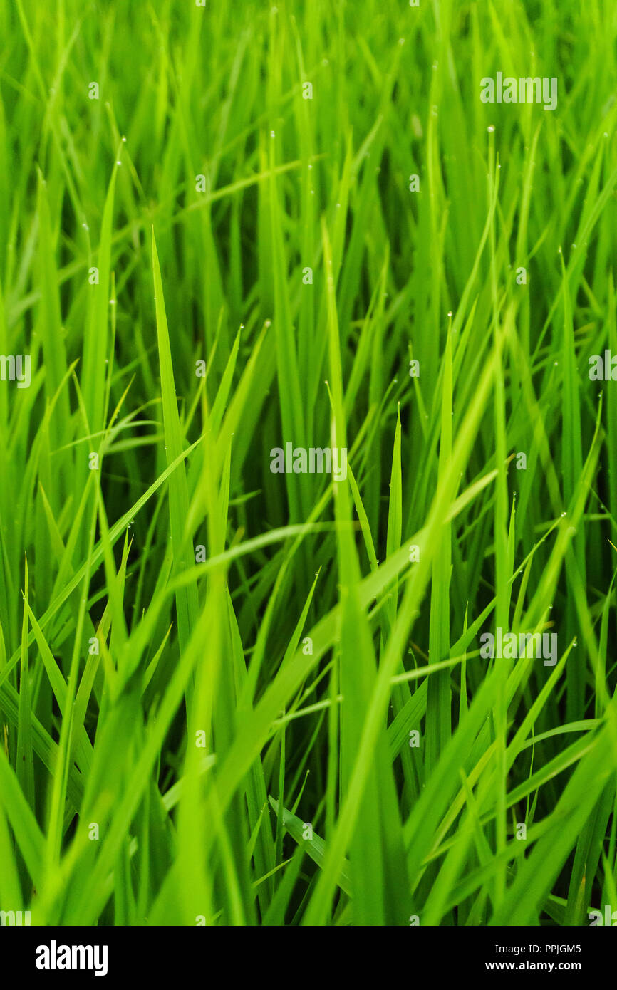 Rice field in bright green color, rice is blooming Stock Photo - Alamy