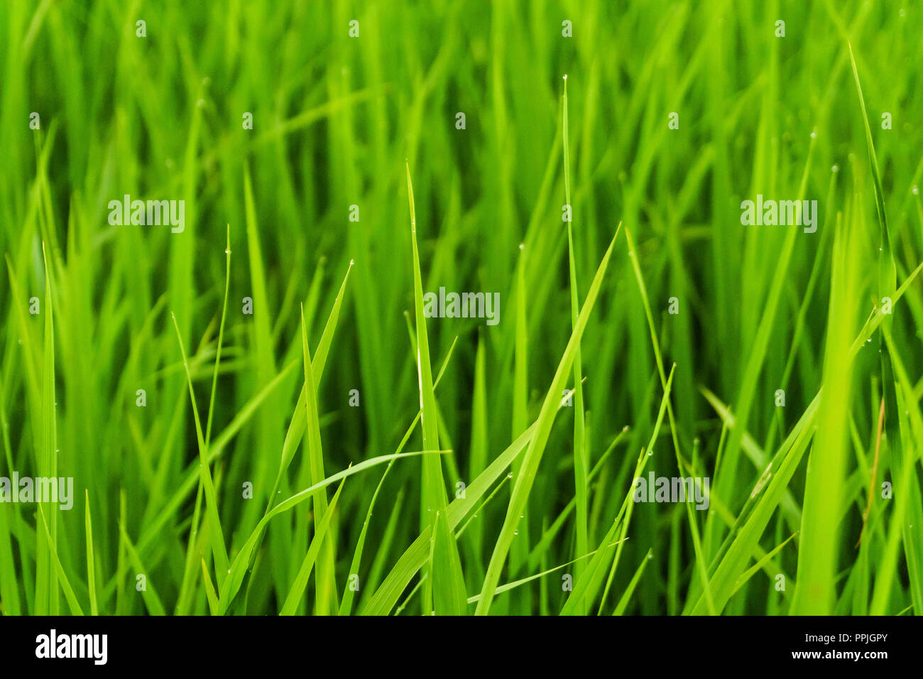 Rice field in bright green color, rice is blooming Stock Photo - Alamy
