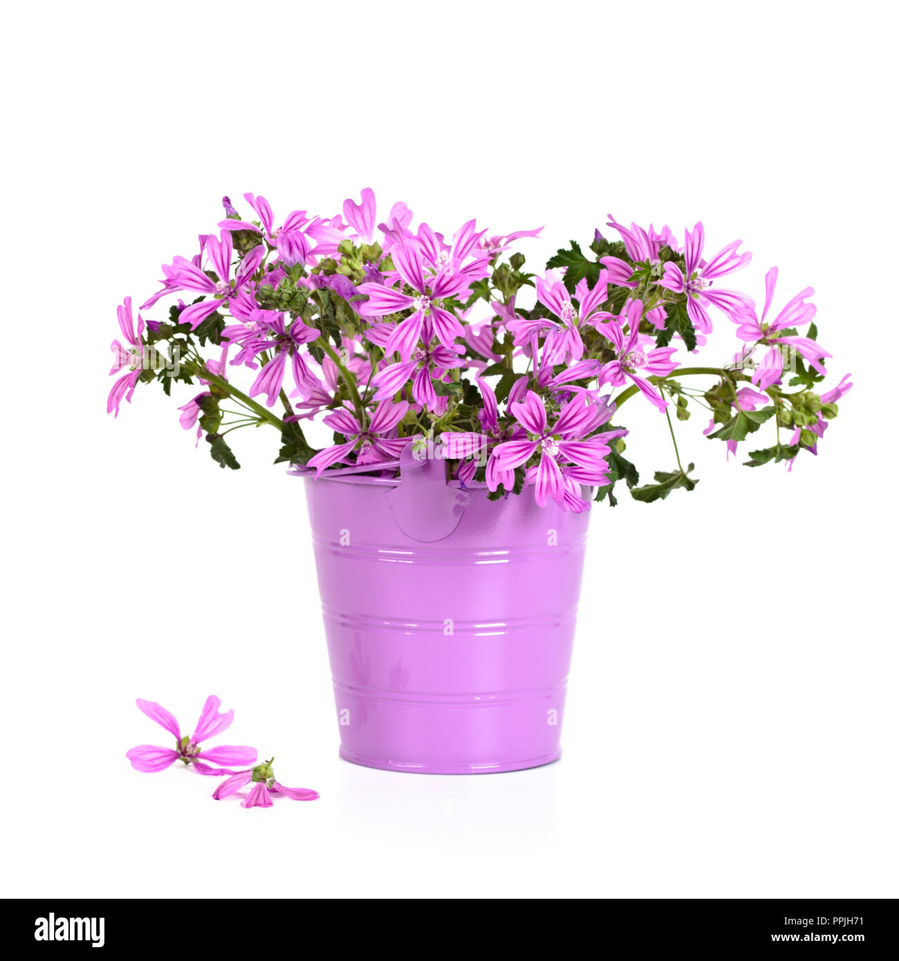 wild violet flowers in bucket isolated on white background Stock Photo ...