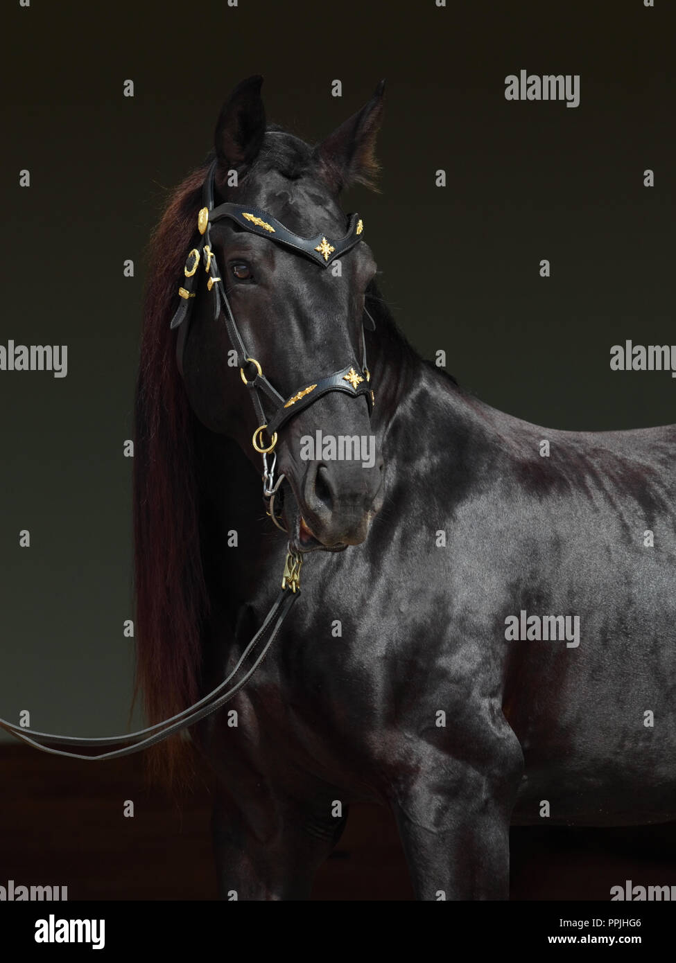 Baroque horse hi-res stock photography and images - Alamy