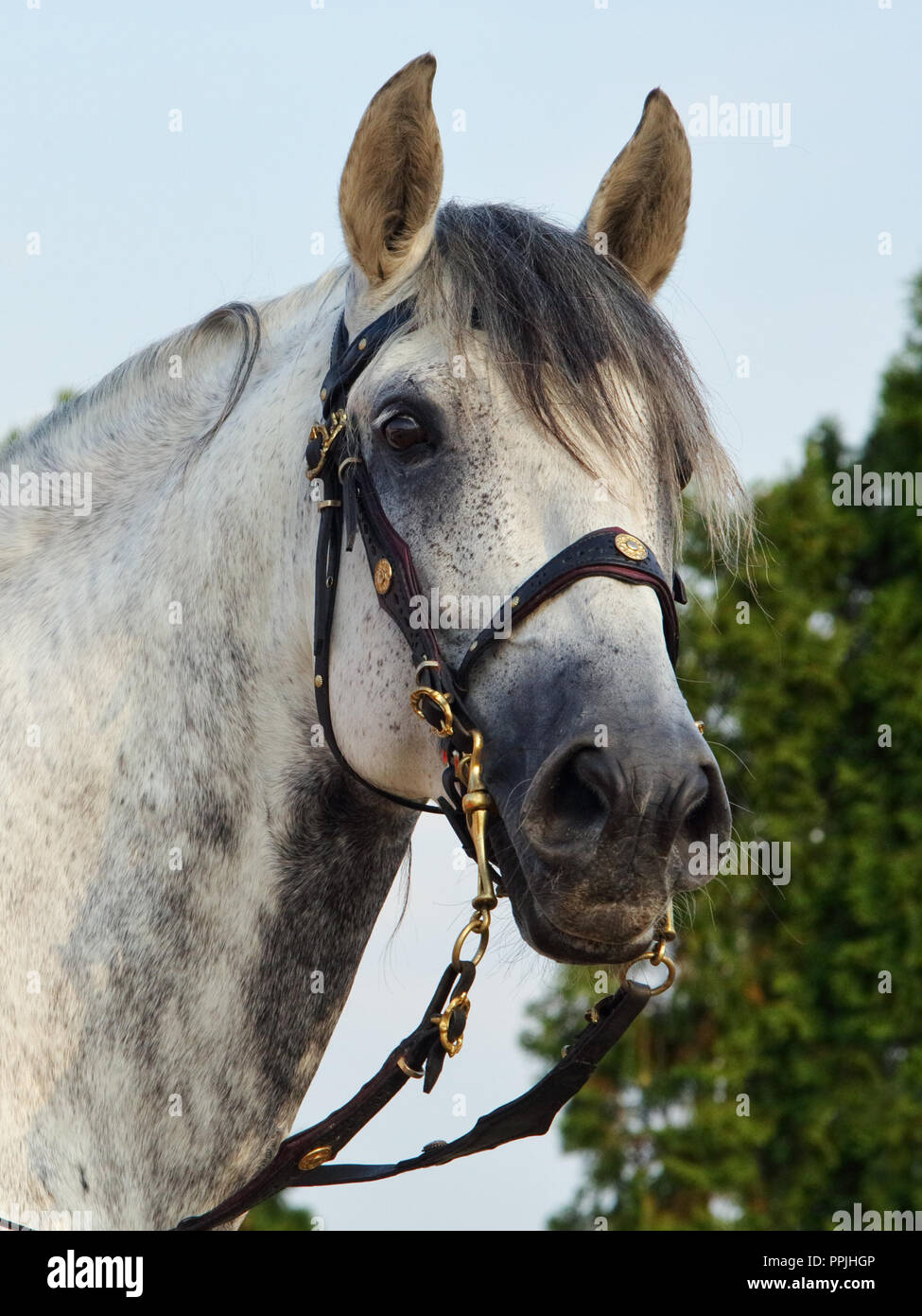 Portrait of andalusian stallion PRE near the stable at the rest Stock ...