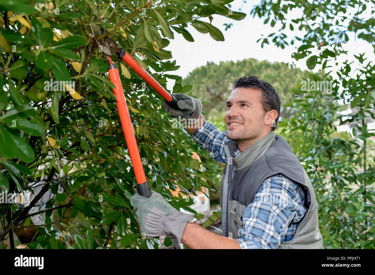 Man pruning tree with secateurs Stock Photo - Alamy