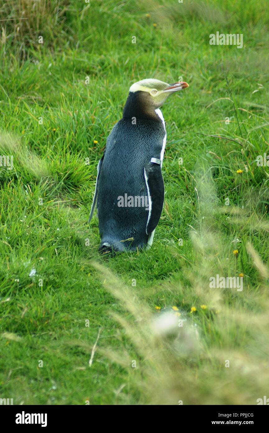 Penguin Place Dunedin: Otago Peninsula With Guided Penguin Tour