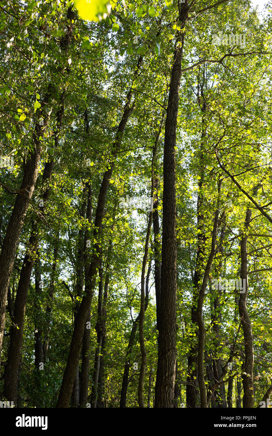 Black alder swamp forest hi-res stock photography and images - Alamy