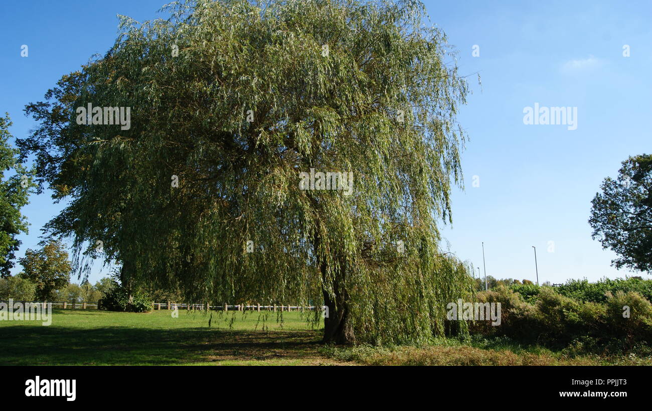 Willow tree by Caludon castle moat Stock Photo - Alamy