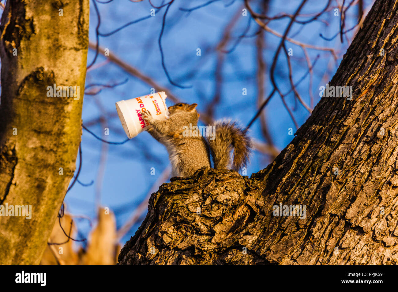 Squirrel and Styrofoam Cup Great River Park East Hartford, Connecticut ...