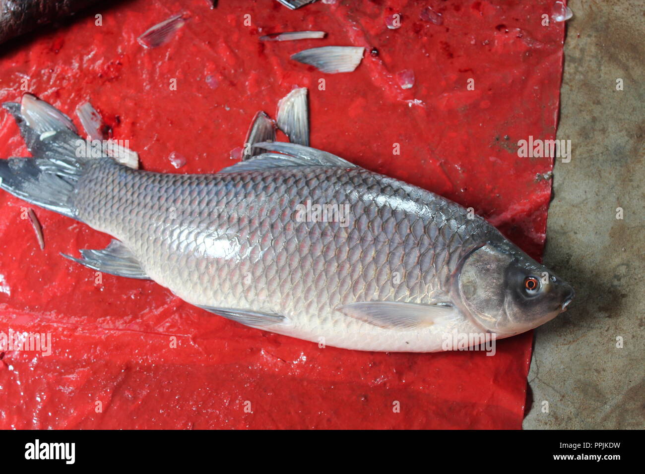 Big fish small pond hi-res stock photography and images - Alamy