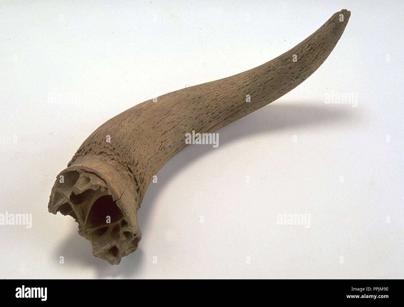 PRIMIGENIUS BOS HORN. PALEONTOLOGY. PALEOLITHIC. (LOCATION: NATIONAL ...