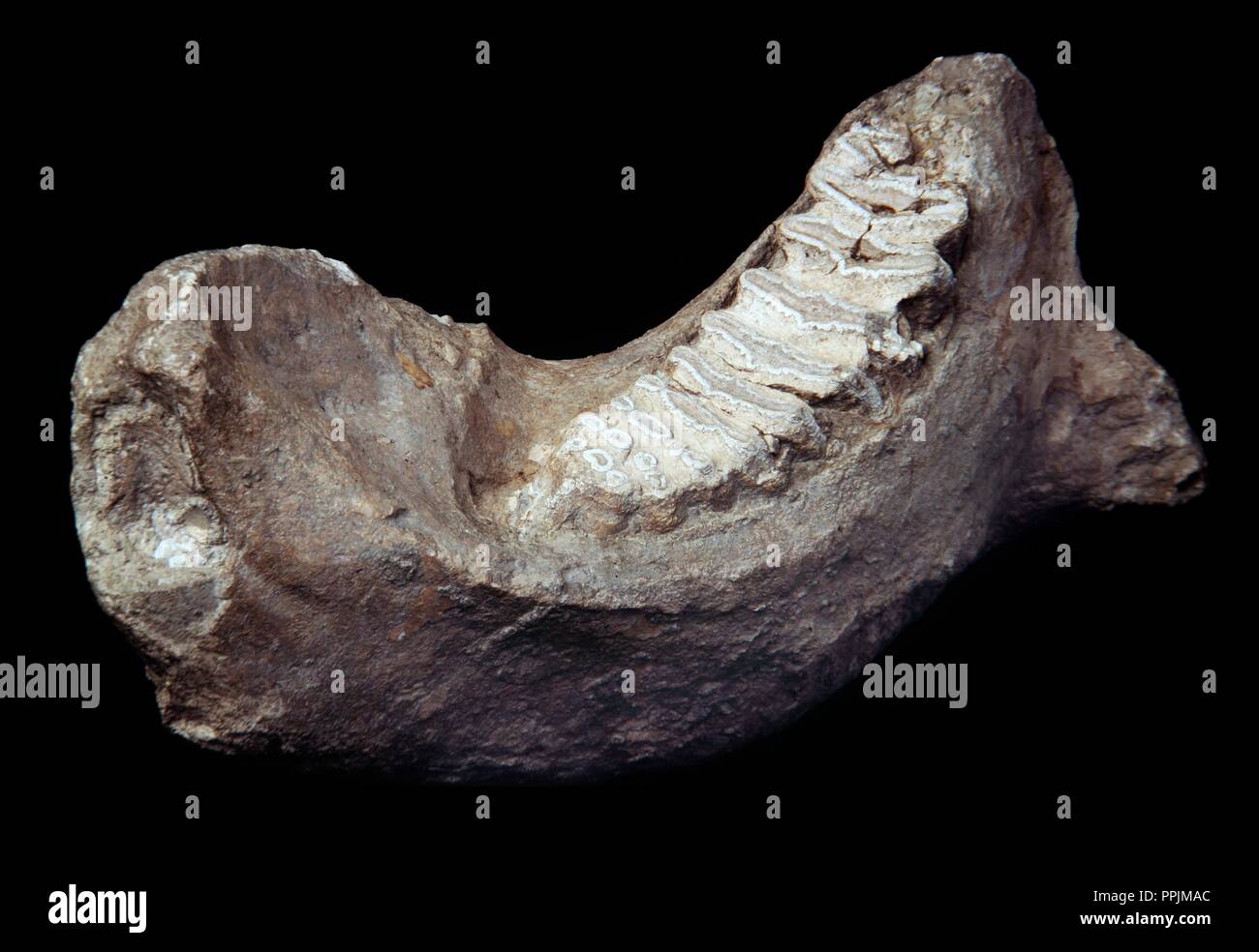 Teeth and jaw of elephant hi-res stock photography and images - Alamy