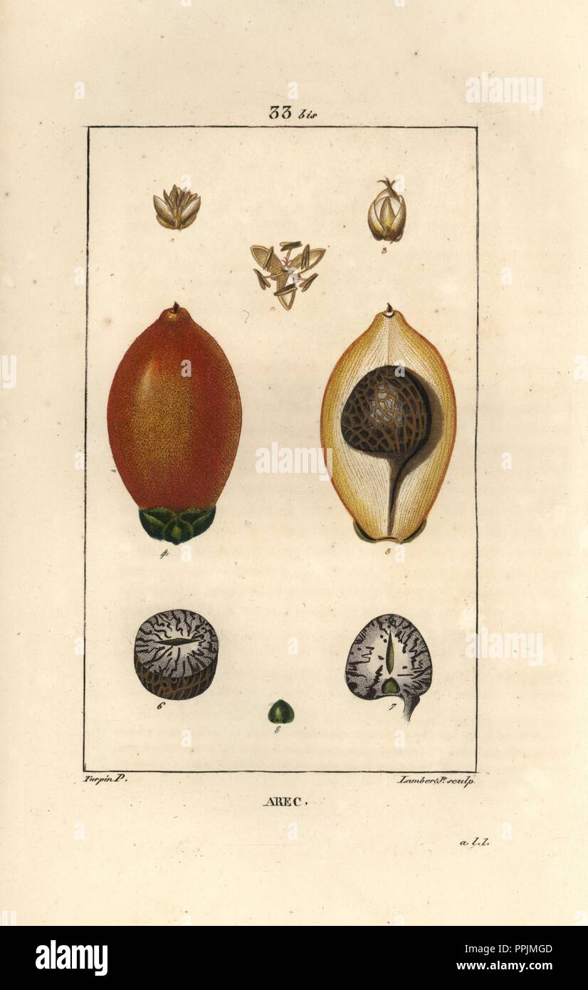 Areca palm tree, Areca cathecu, or areca nut betel palm. Handcoloured ...