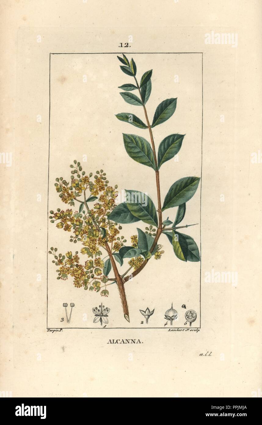 Henna tree, Lawsonia inermis, with flower, leaf, seed. Handcoloured ...