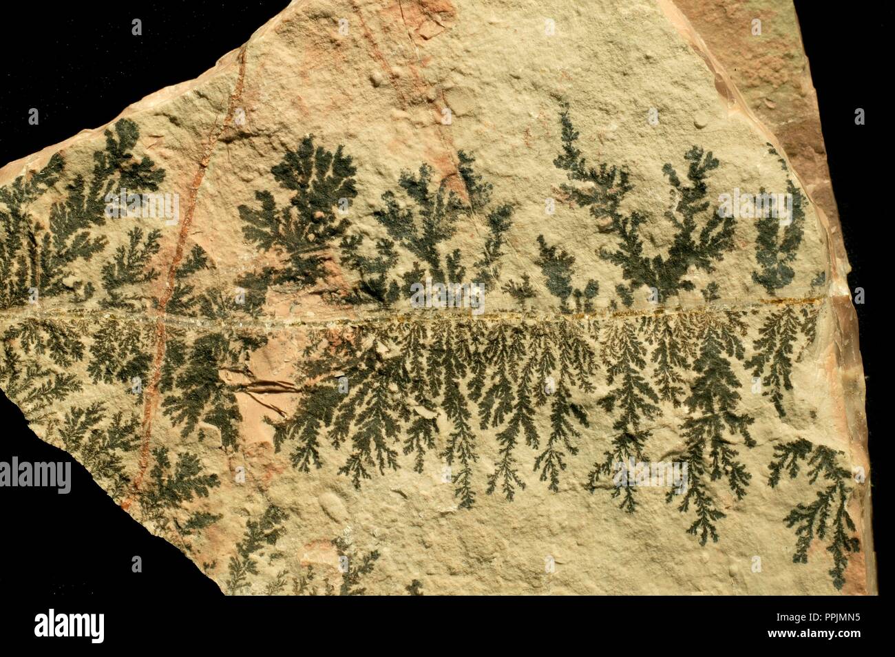 FOSSIL OR PSEUDOFOSSIL: DENDRITAS OF PIROLUSITA. (MINERAL GROWTH Stock ...