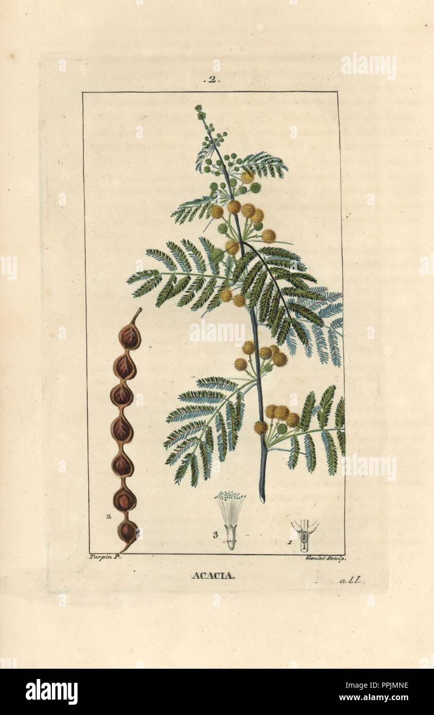 Gum arabic tree hi-res stock photography and images - Alamy