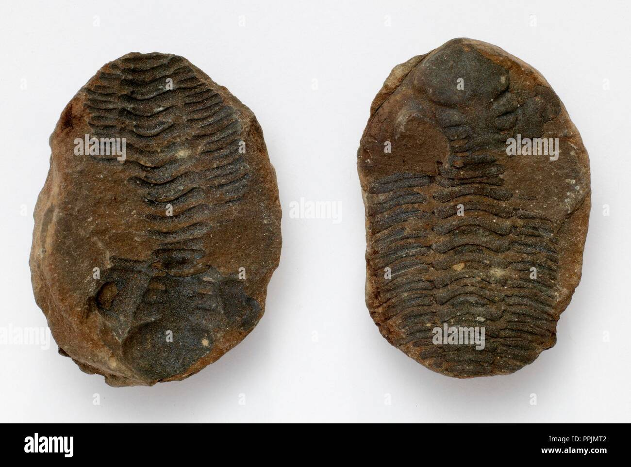 Trace fossil trilobite hi-res stock photography and images - Alamy