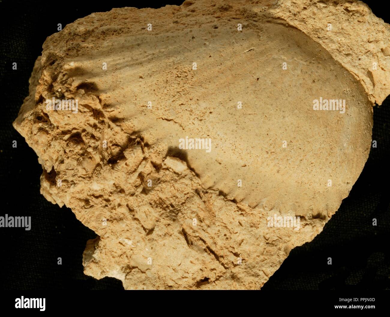 Clam fossils hi-res stock photography and images - Alamy