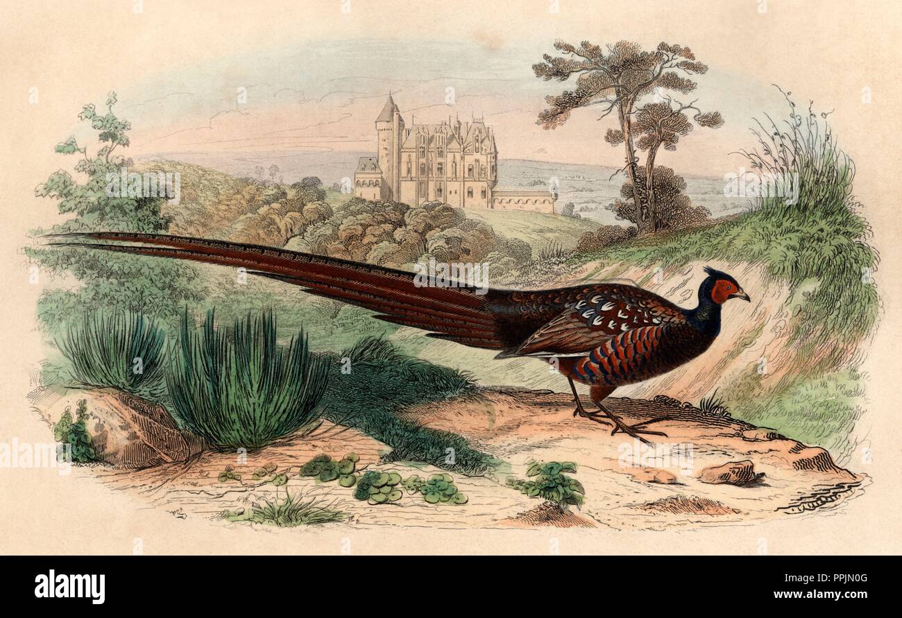 Ornithology. Pheasant. Engraving, 1854 Stock Photo - Alamy