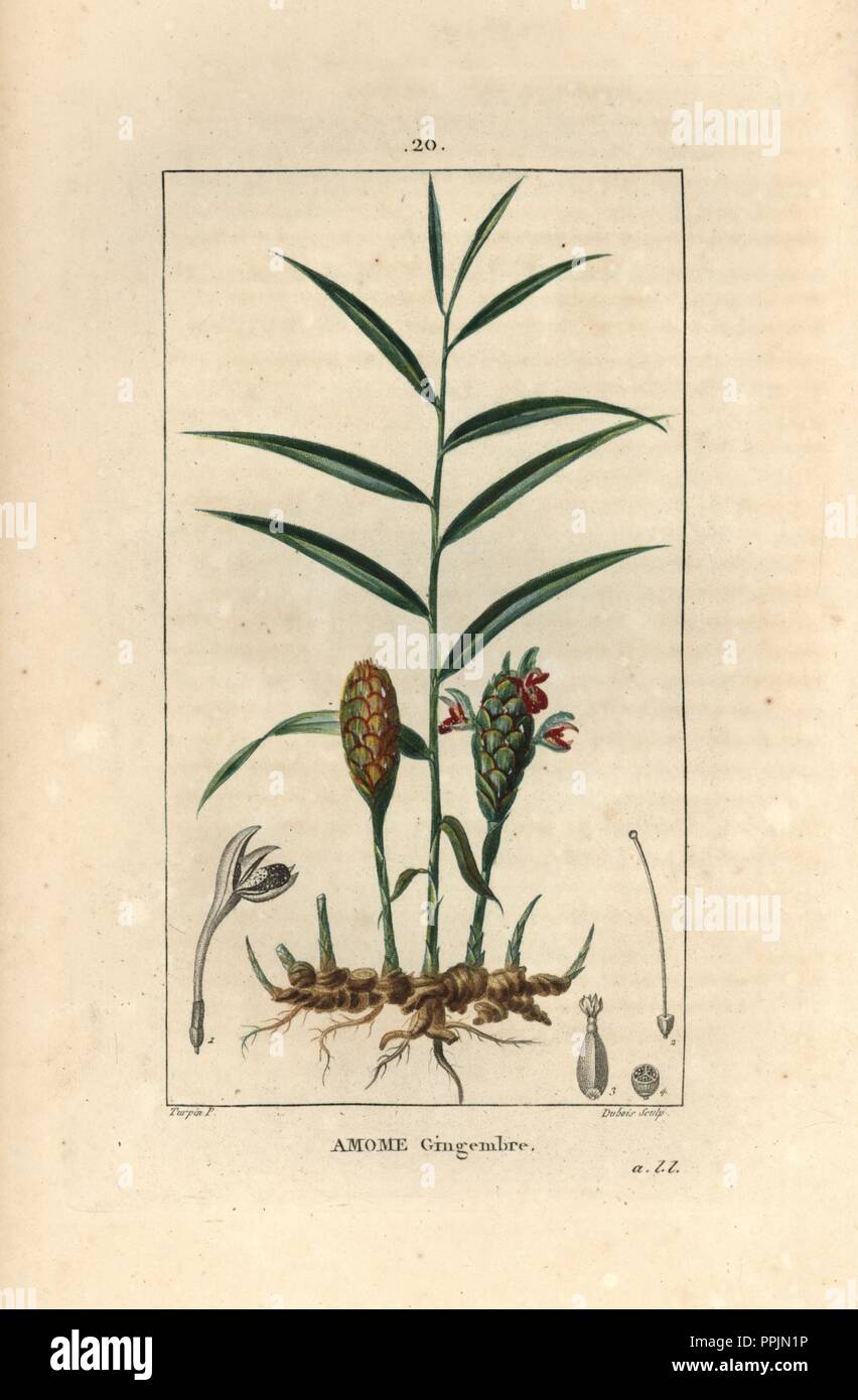 Ginger plant, Zingiber officinale, showing flower, leaf, and rhizome ...