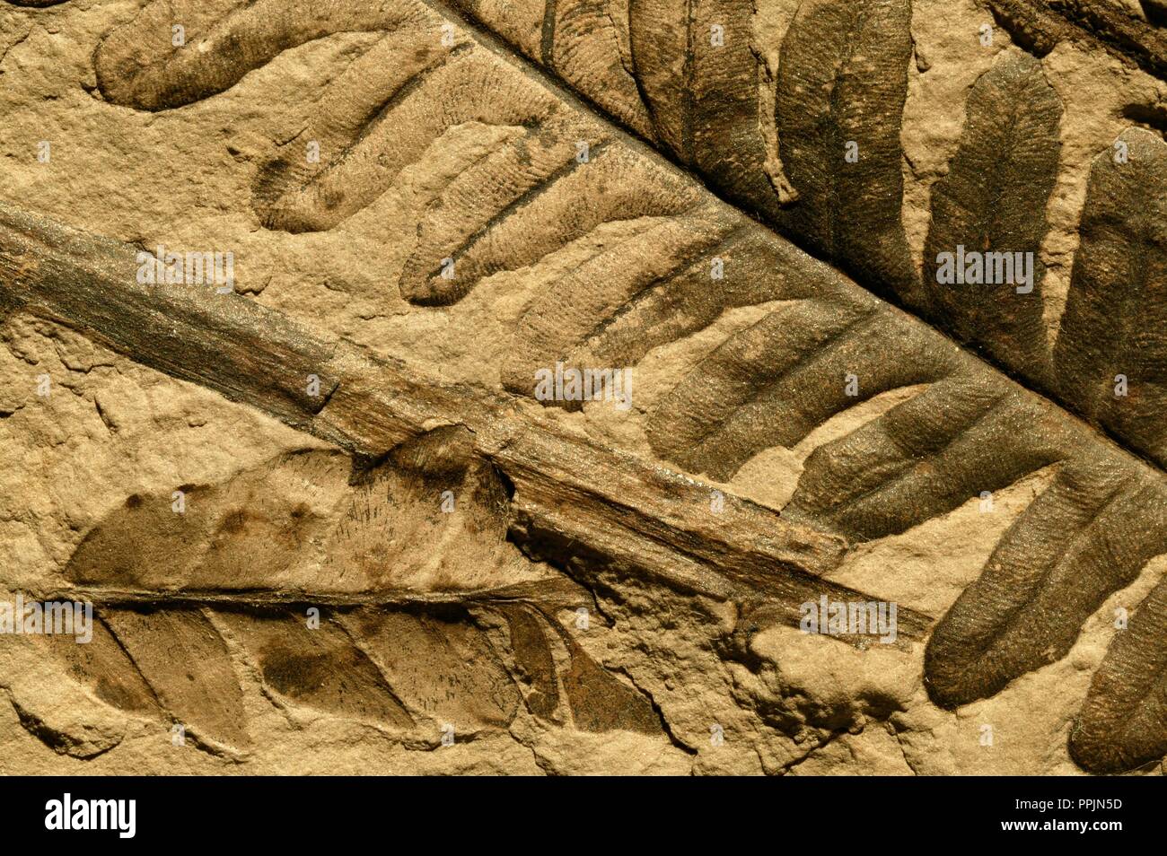 Fossil ferns hi-res stock photography and images - Alamy