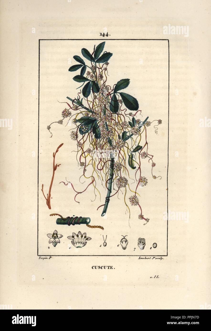 Dodder, Cuscuta major. Handcoloured stipple copperplate engraving by ...