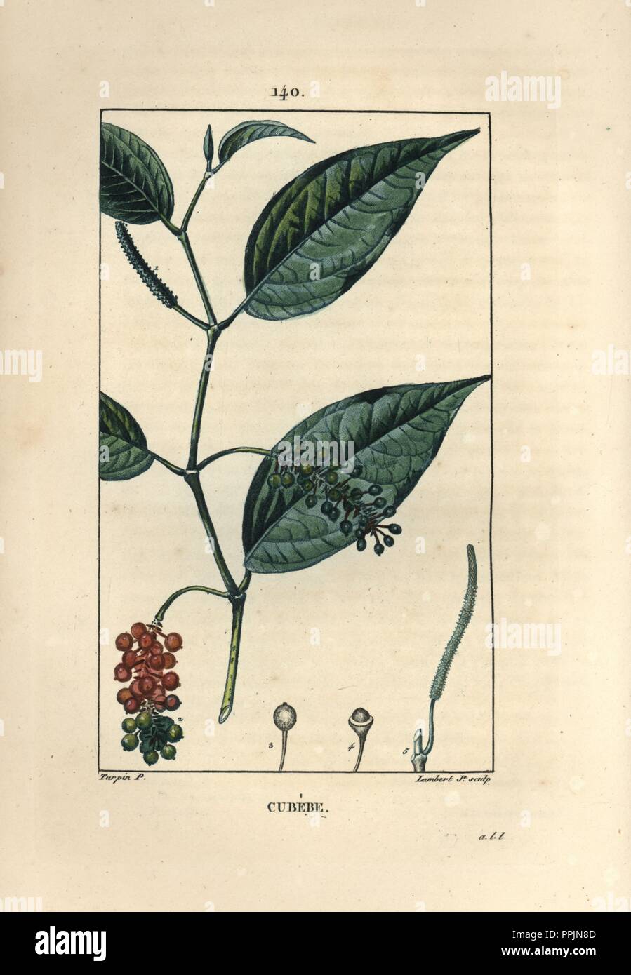 Cubeb pepper shrub, Piper cubeba. Handcoloured stipple copperplate ...